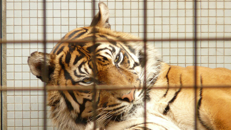 Captive Animals - Oasis HD